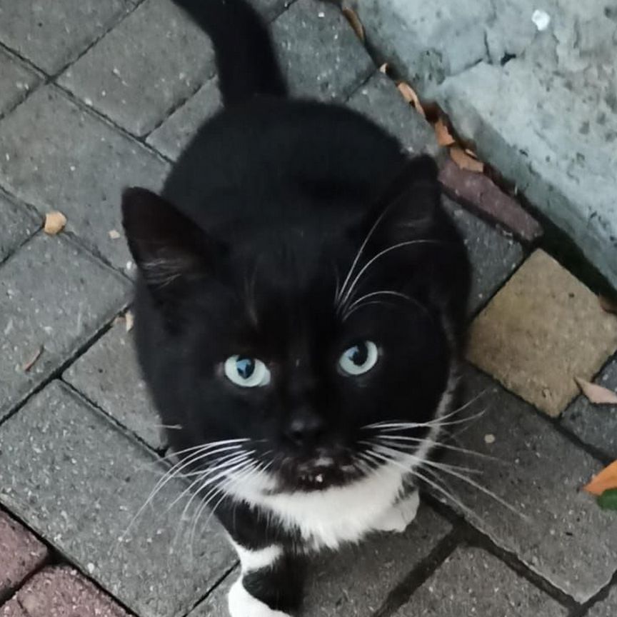 Котик ищет дом находится в опасности