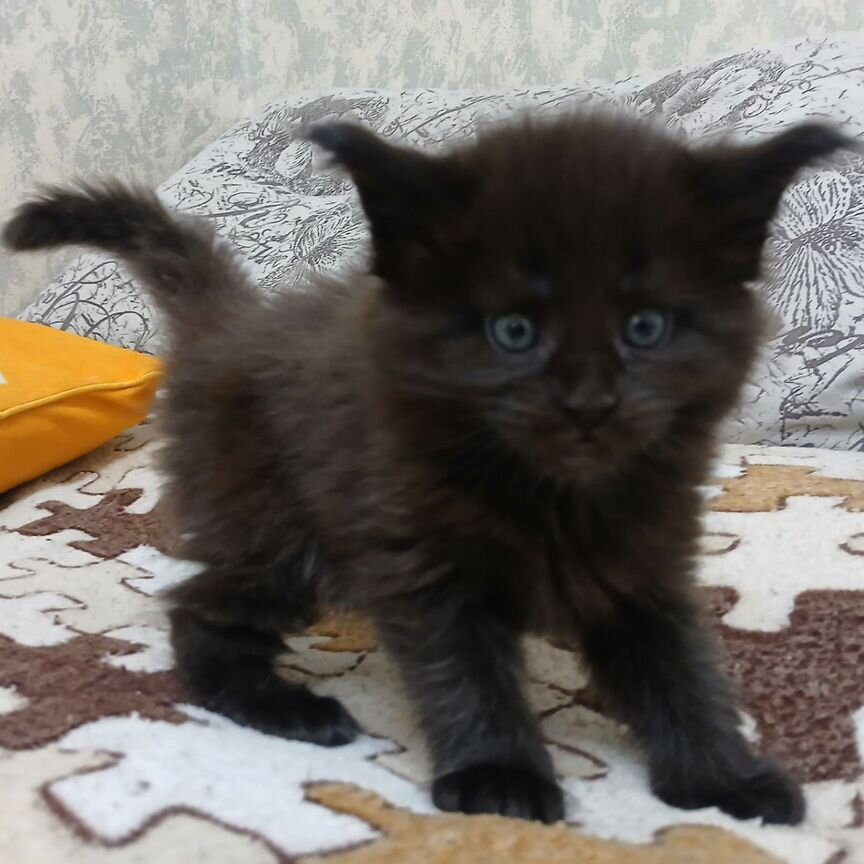 Мейн-кун котёнок