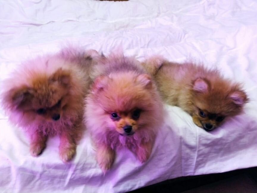 С Р О Ч Н О Шпицы микро мини мальчики