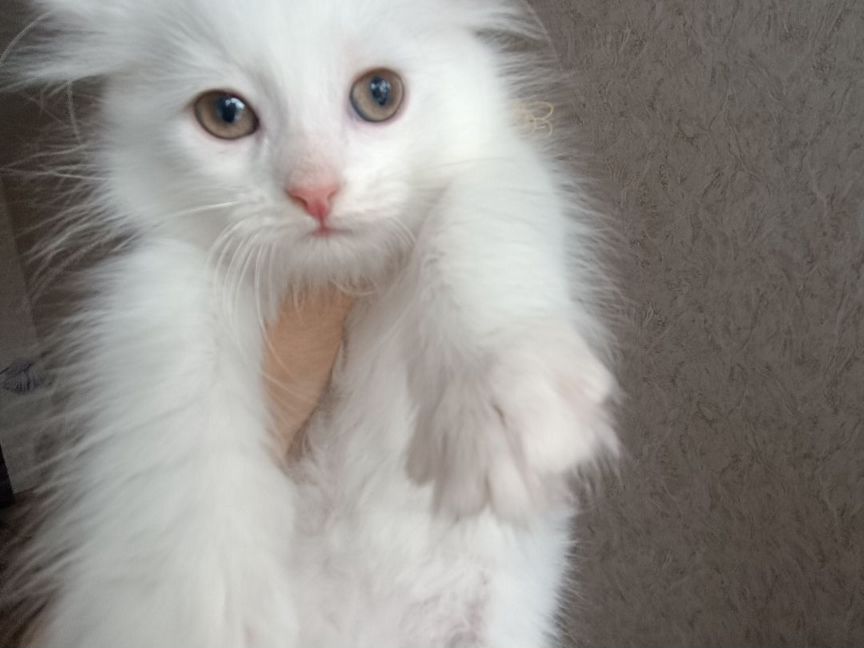 Котята турецкой ангоры