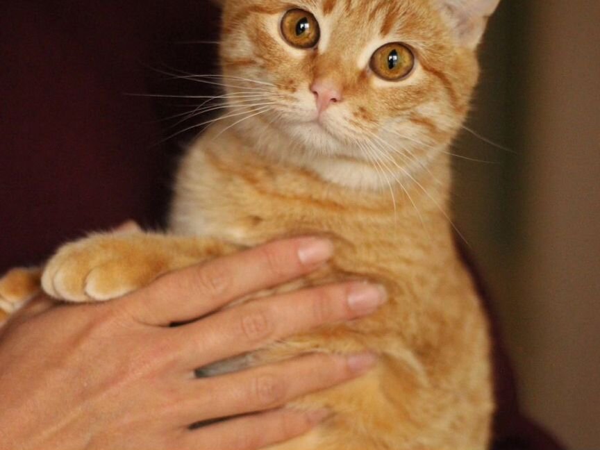 Котенок Злата в добрые руки