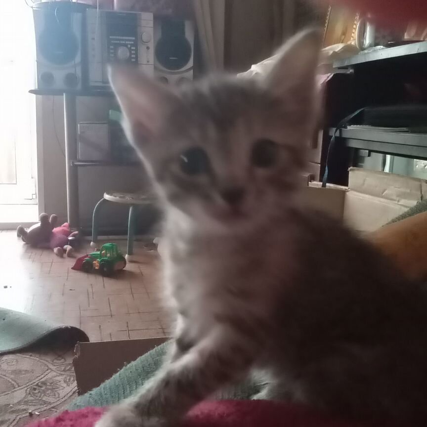Продам котенка девочка