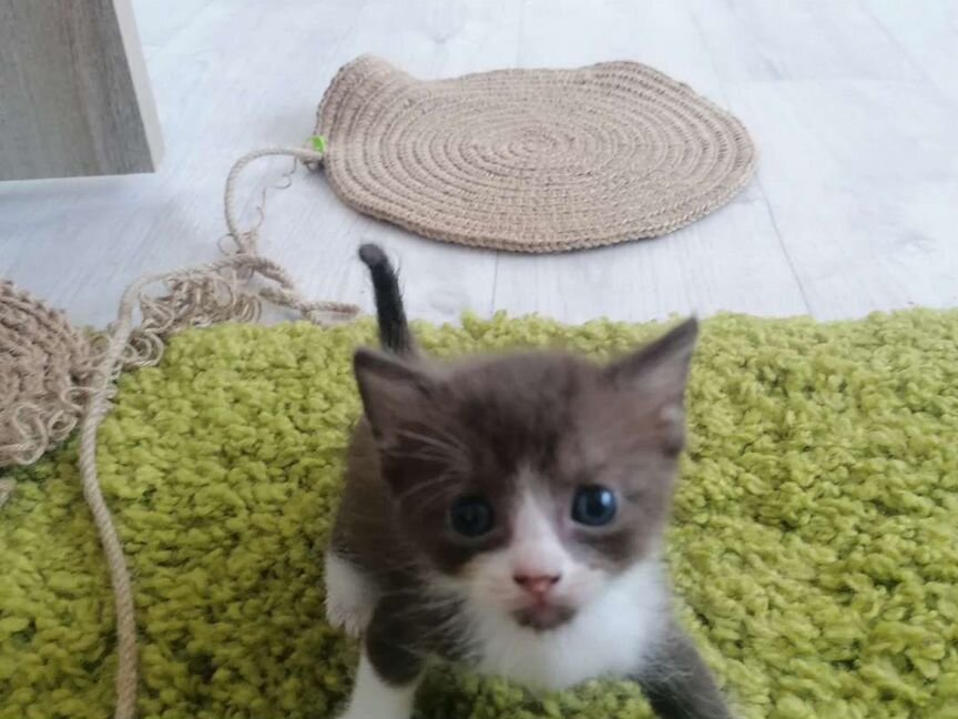 Кошка
