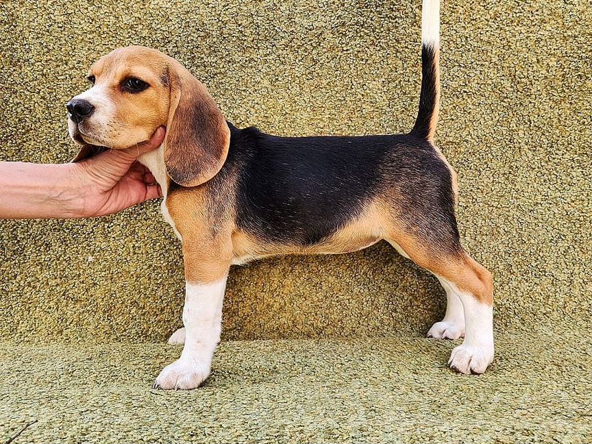 Девчулька Бигль