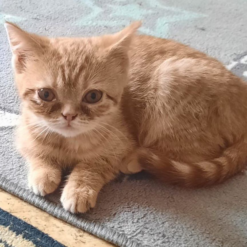 Отдаю котенка бесплатно 3 месяца