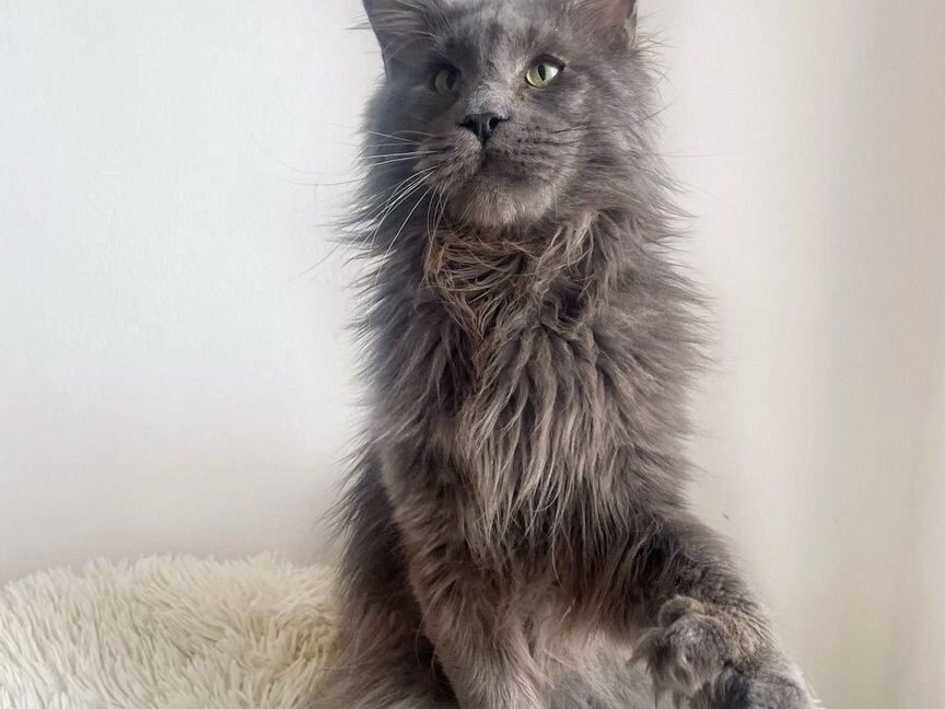 Кот мейн кун полидакт