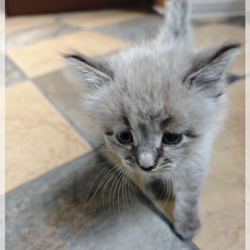 Котенок в добрые руки