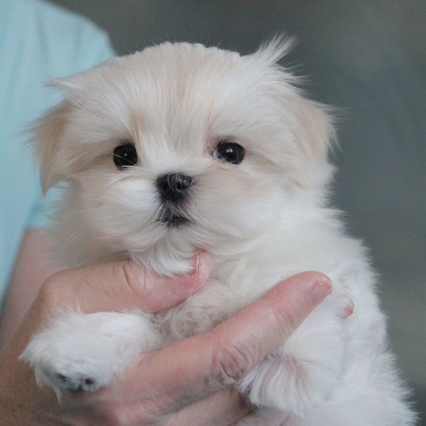 Мальтипу, щенок