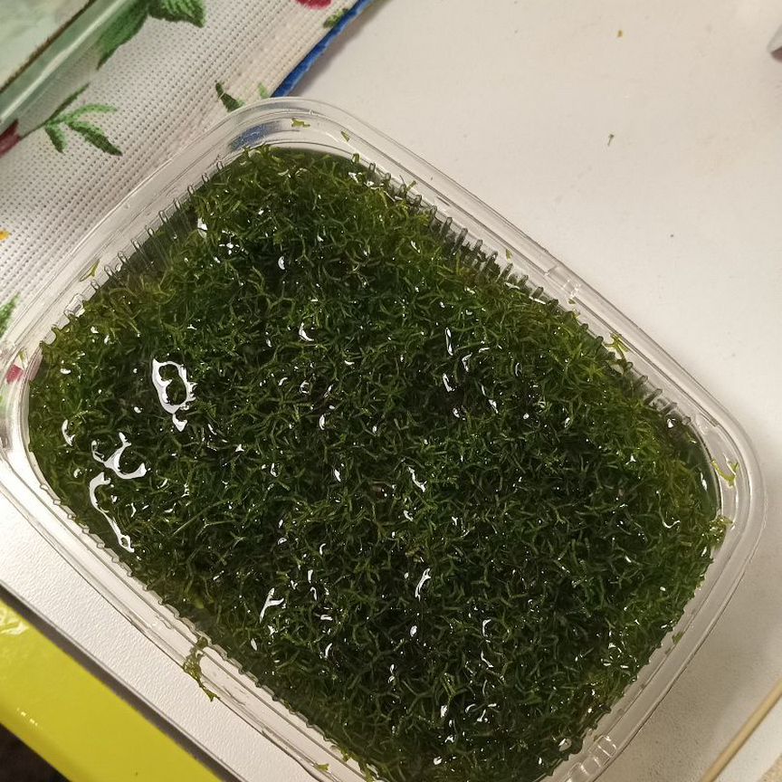 Растение в аквариум