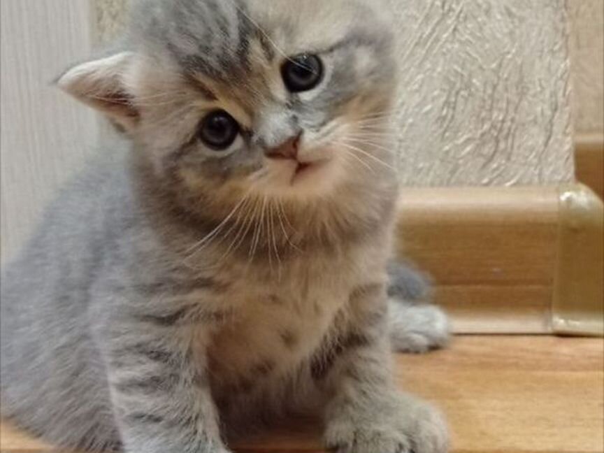 Шотландские котята.Шотландские вислоухие котята