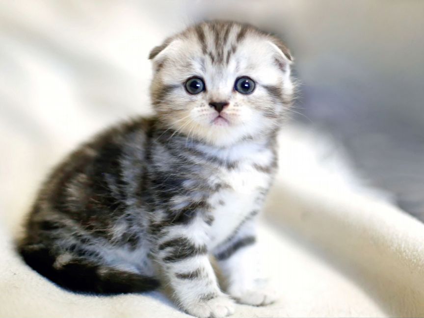 Котенок вислоухая мраморная девочка