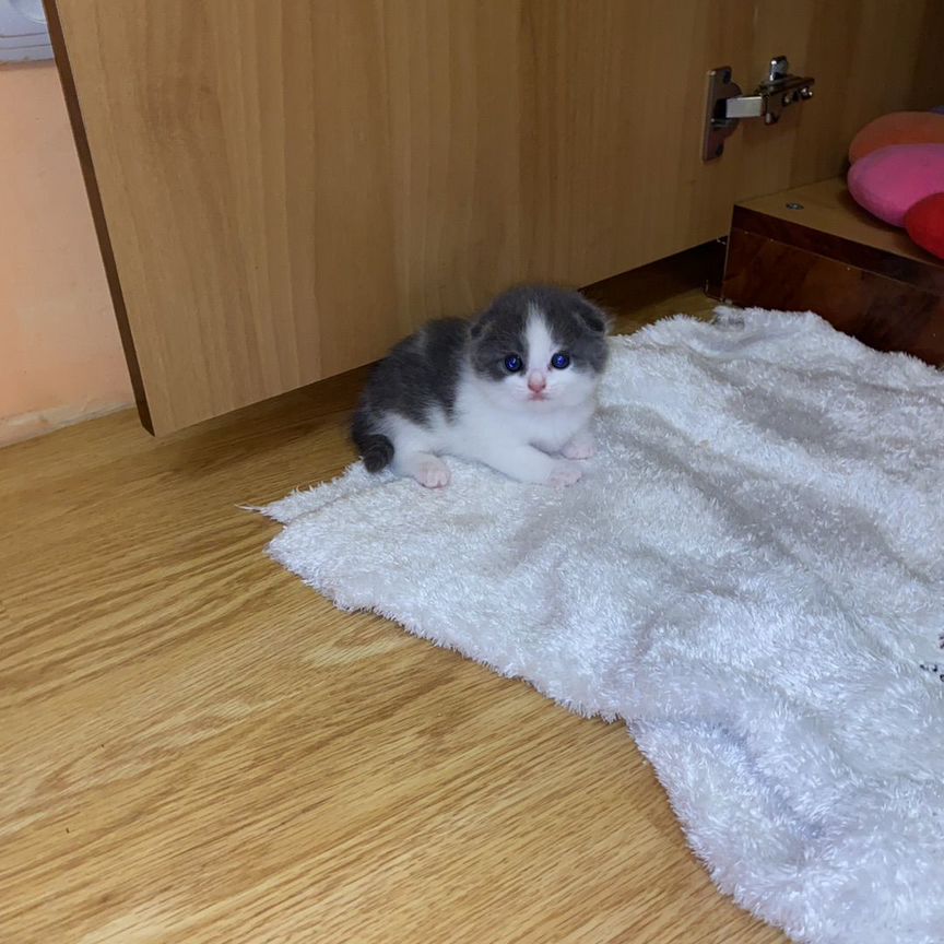 Шотландские котята