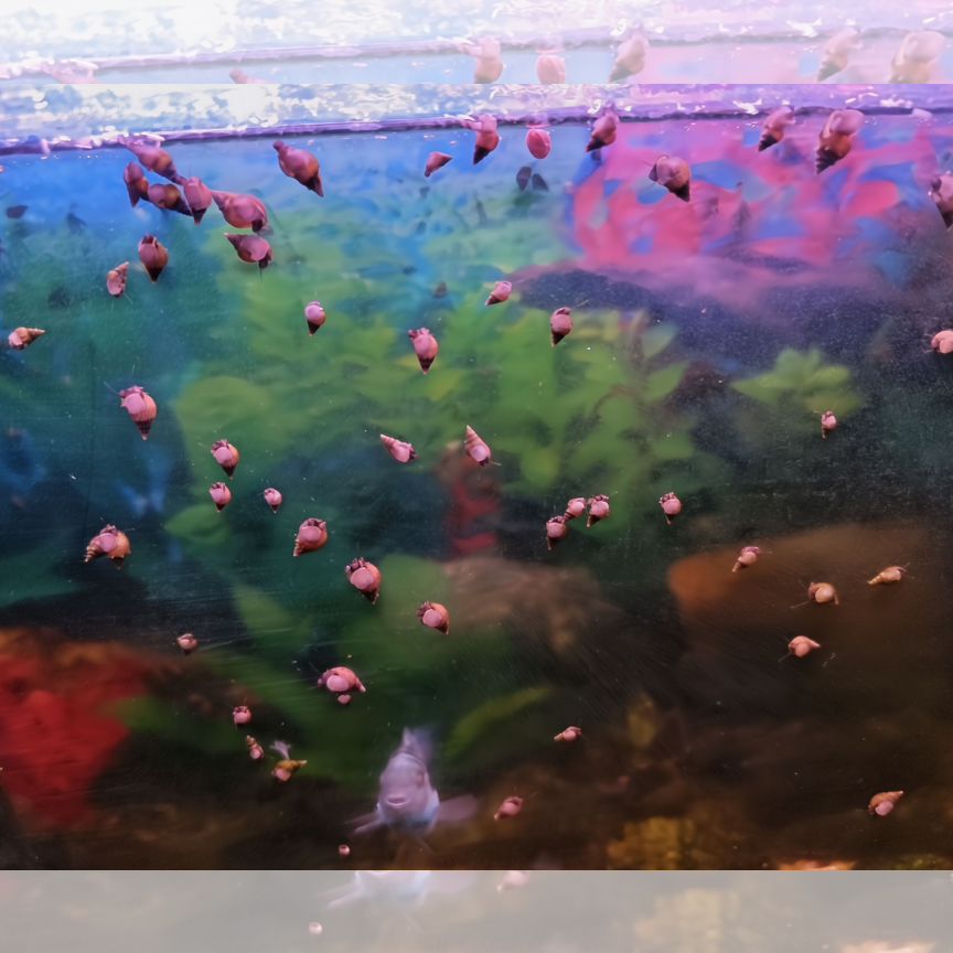 Улитка аквариумная