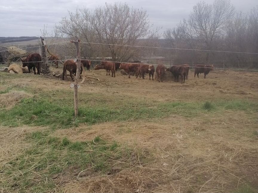 Электропастух бу