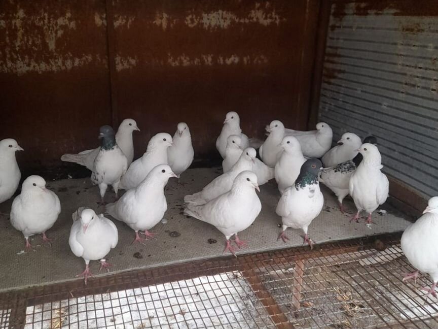 Продажа бакинских голубей