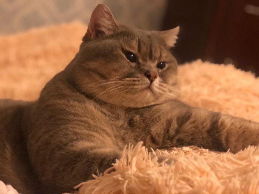 Британский кот