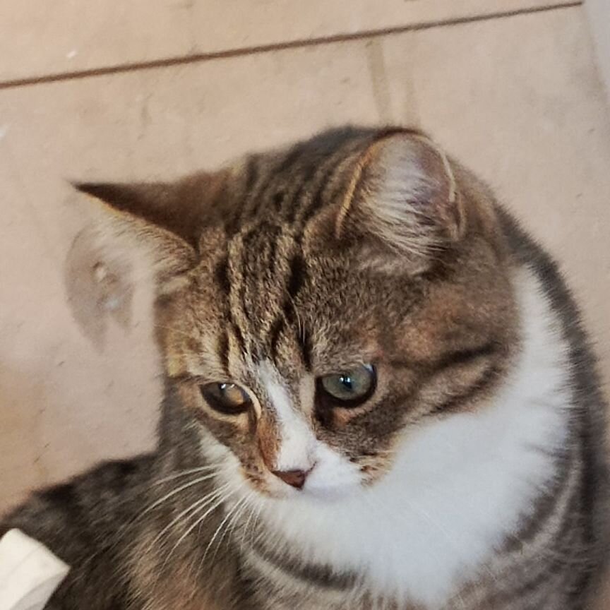 Котик