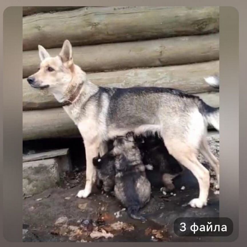 Отдам щенка добрые руки