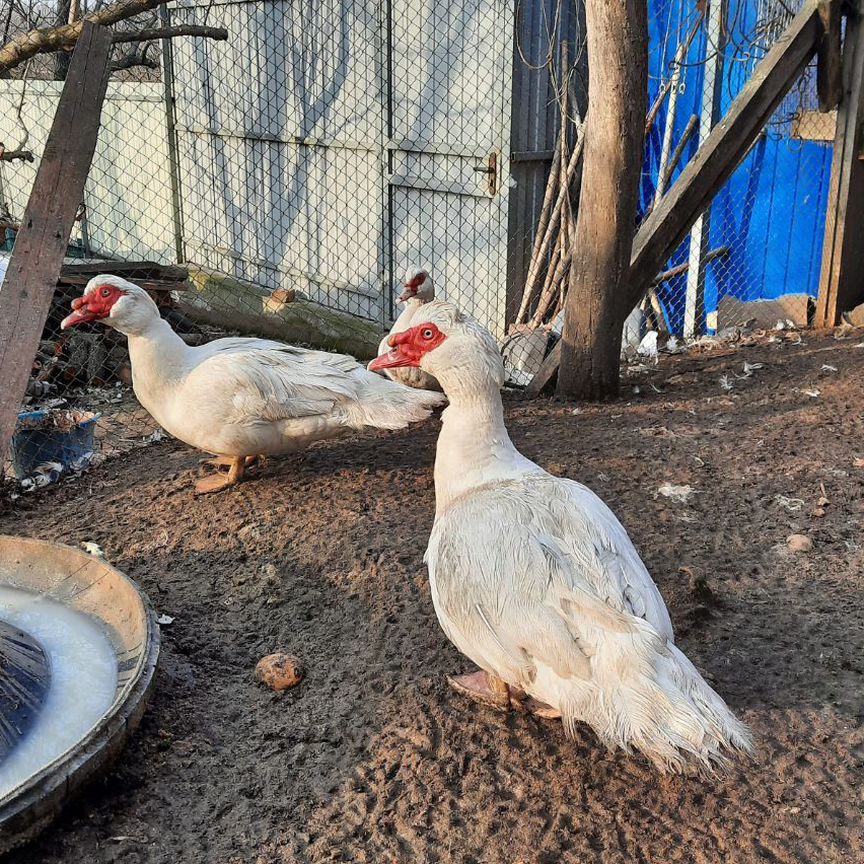 Утки шипуны