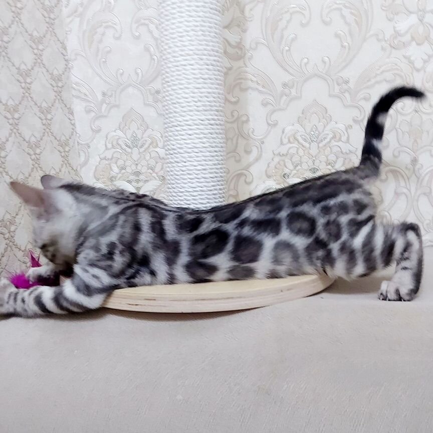 Бенгальские котята серебро