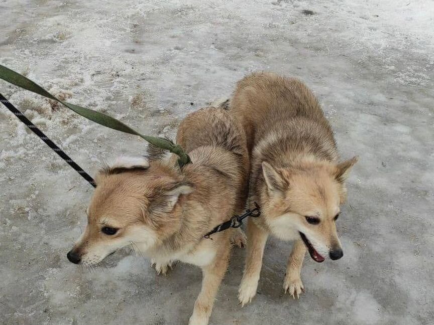 Собаки в добрые руки