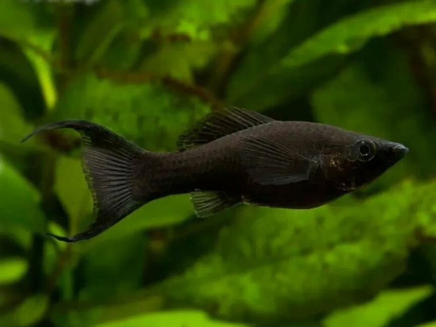 Аквариумные рыбки