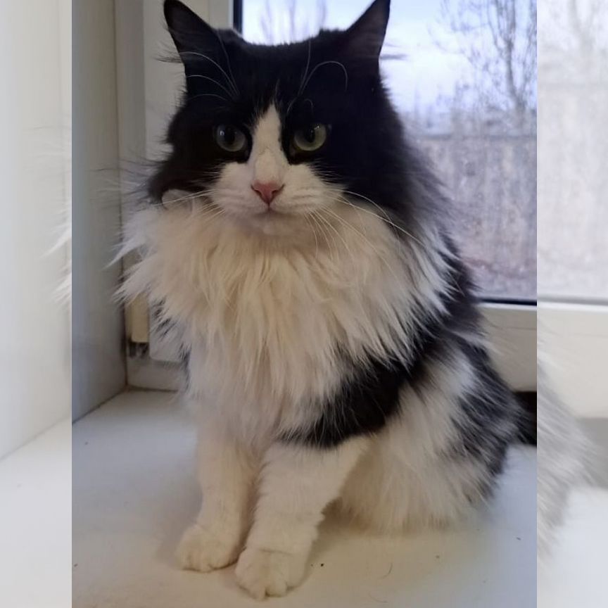 Маргоша ищет дом