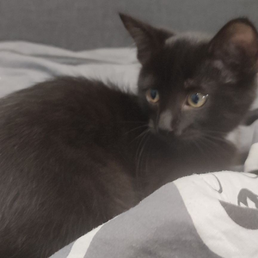 Котенок черный девочка 2 месяца