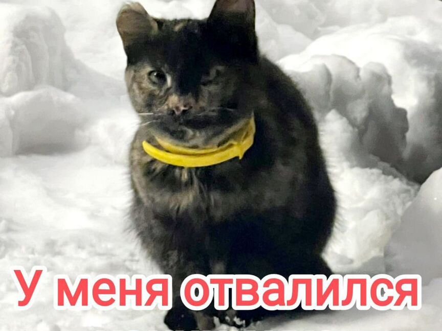 Одинокая черепашка замерзает на улице