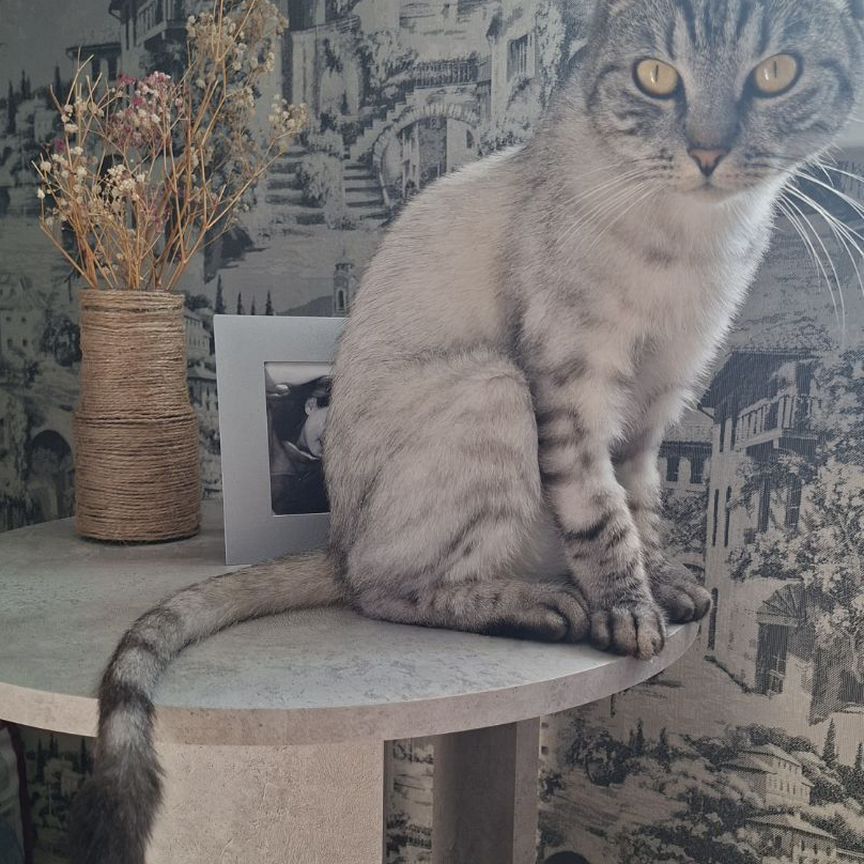 Шотландская прямоухая кошка