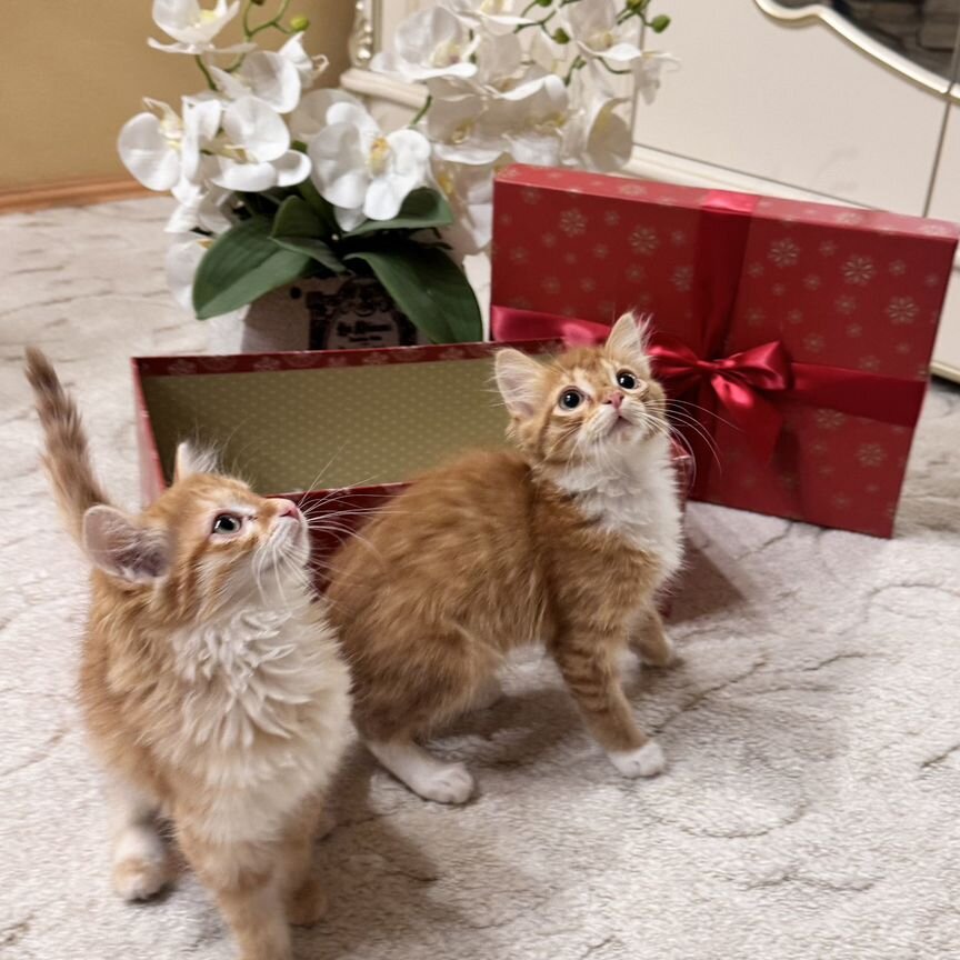 Котята в добрые руки приучены к лотку