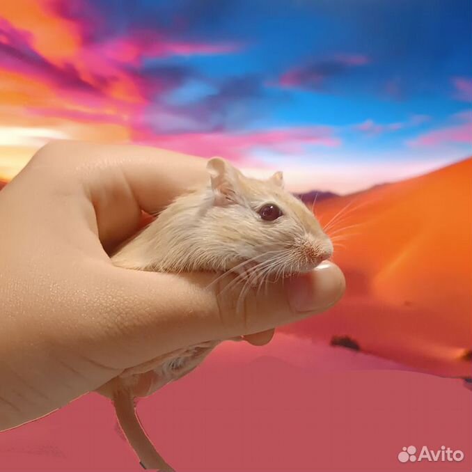 Монгольская песчанка