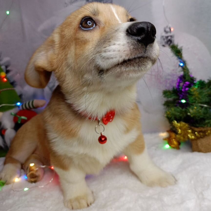 Девочка рыжулька красотулька