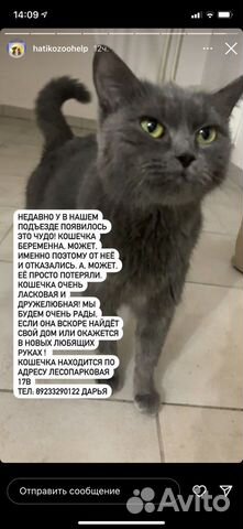 Нашли кошку
