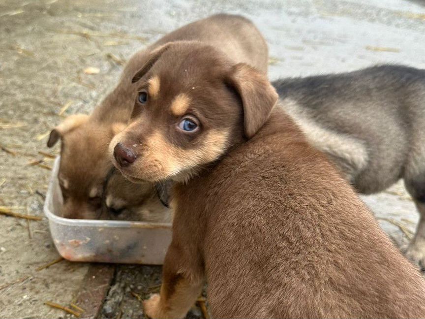 Щенки в добрые руки 1 мес