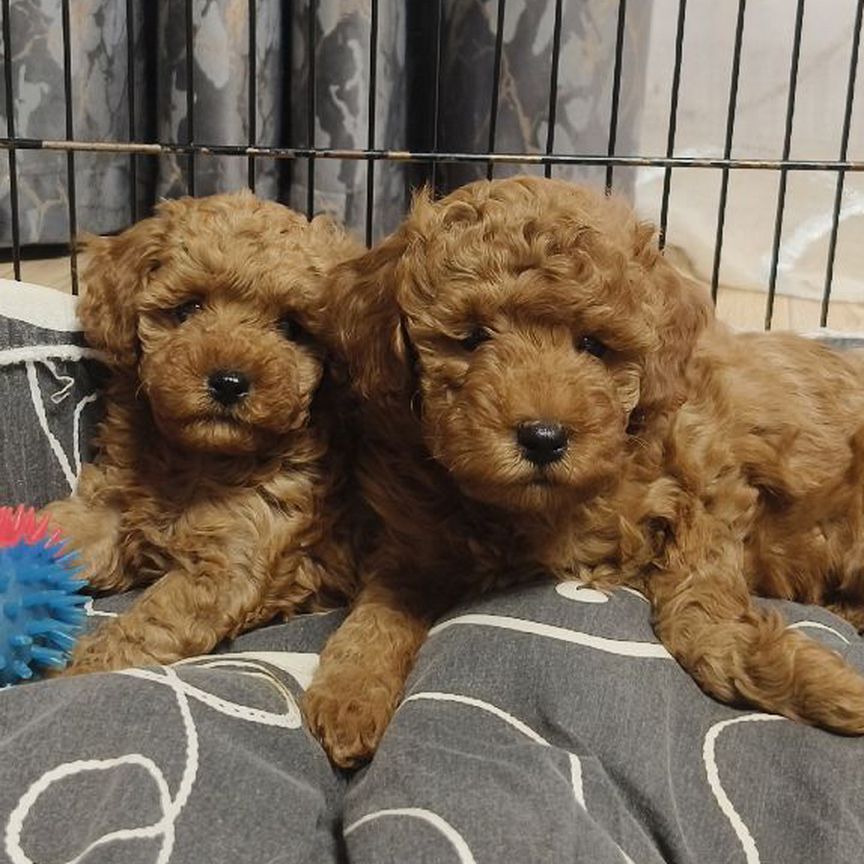 Пудель, щенок