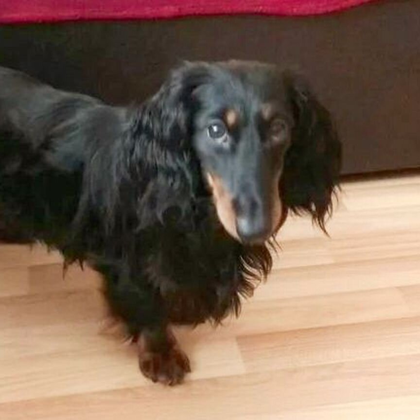 Собачка ищет дом