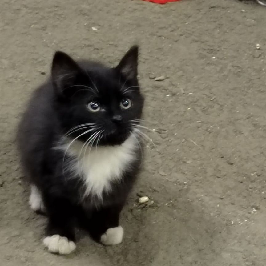 Отдам бесплатно в добрые руки