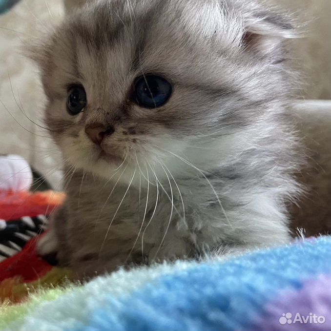 Британский вислоухий котенок