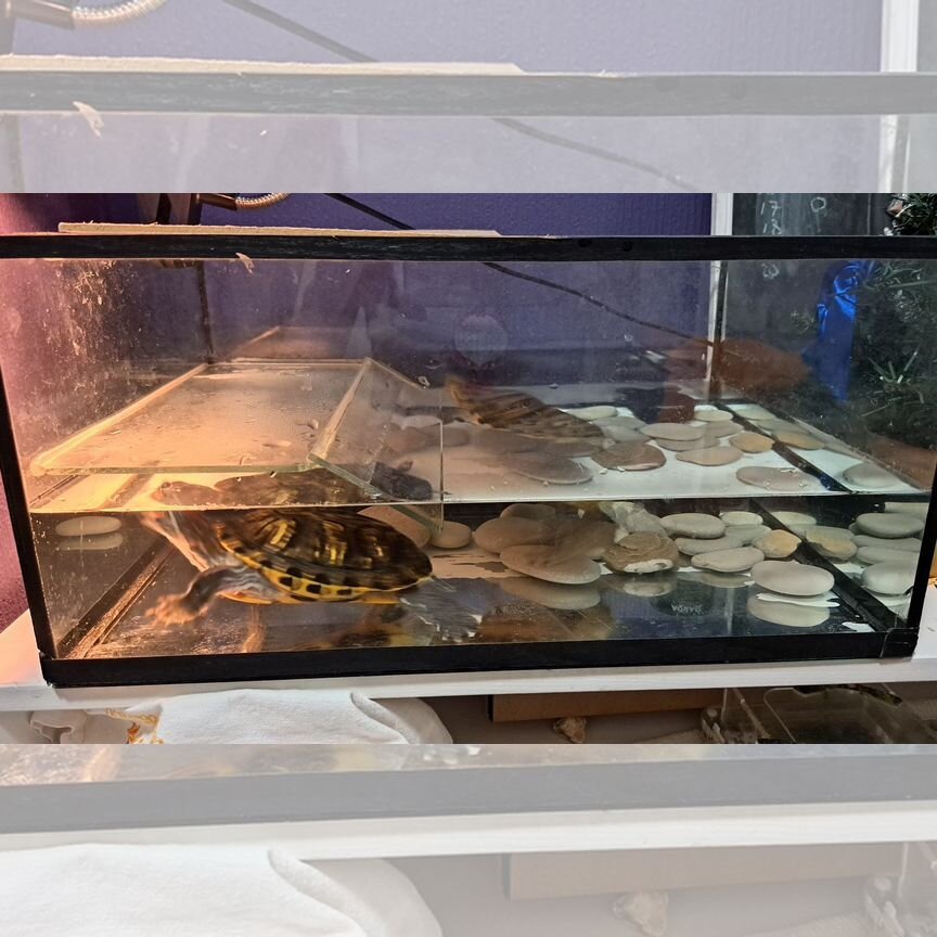 Аквариум со сколом, для сухопутных рептилий