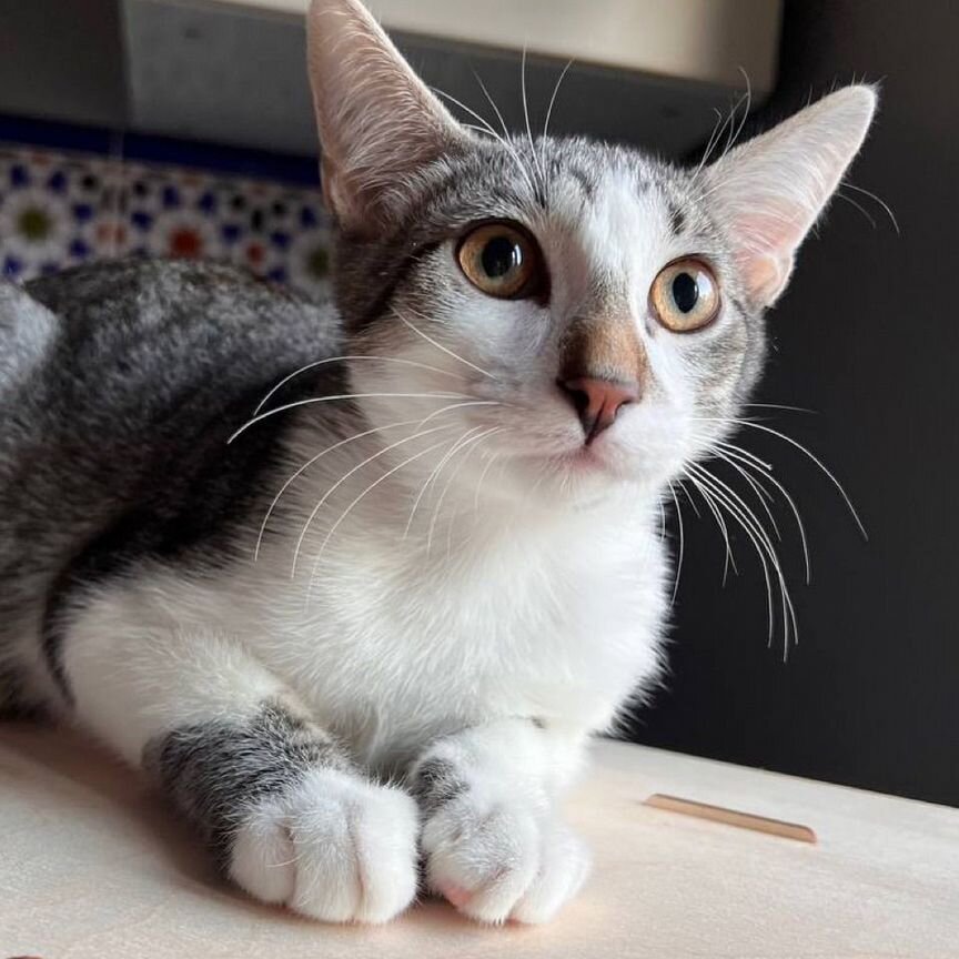 Котеночек ищет домик