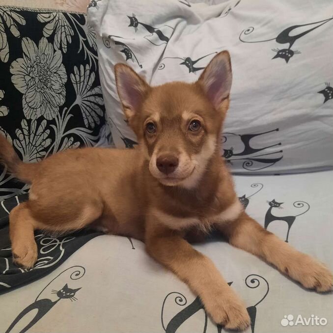 Щенок маламута