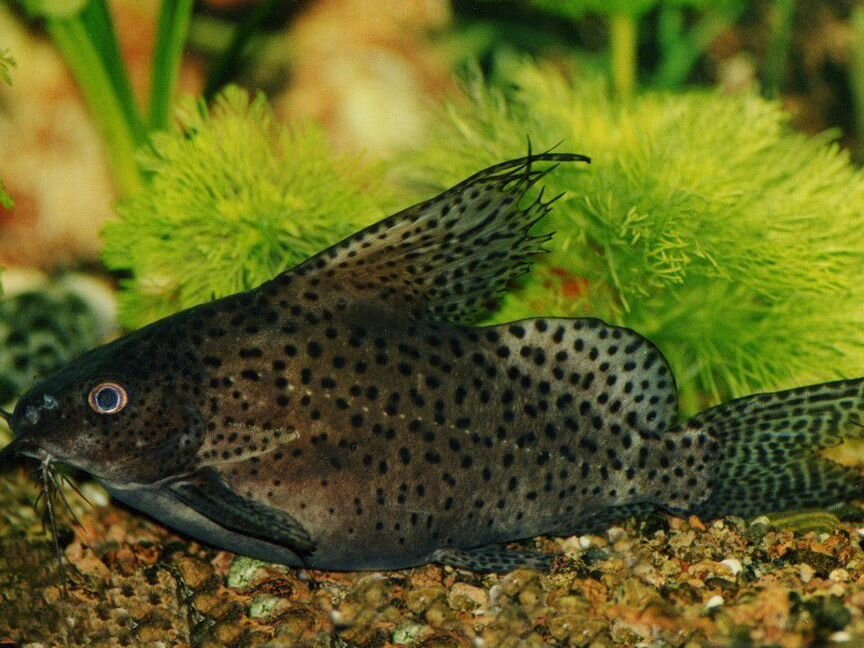 Сом Синодонтис Эуптерус