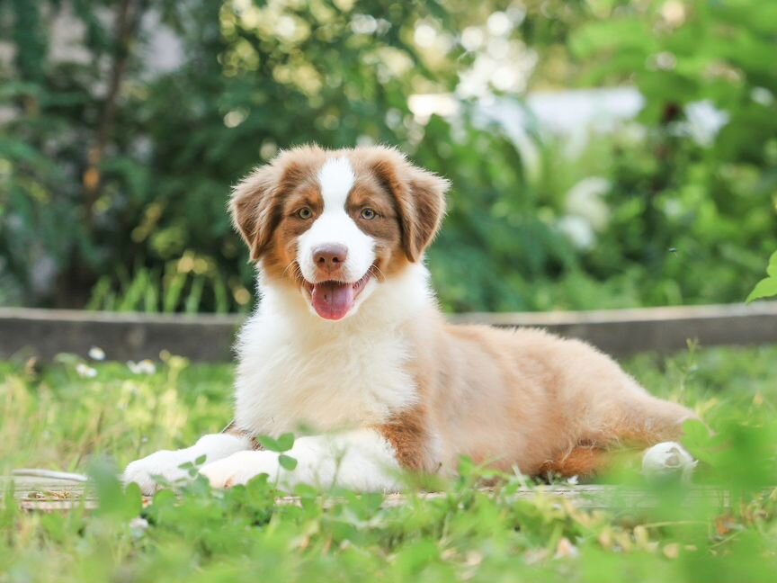 Щенки аусси Австралийская овчарка