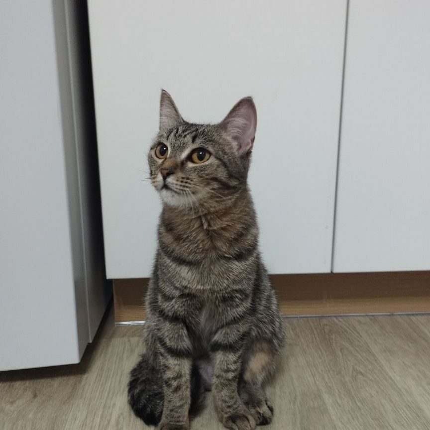 Кошка