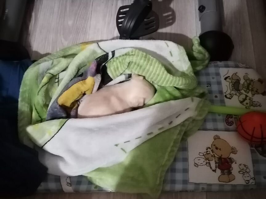 Щенок чихуахуа с тойтерьером