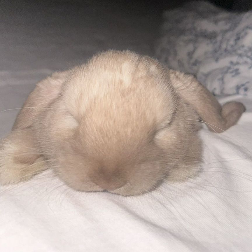 Корм purine на двоих