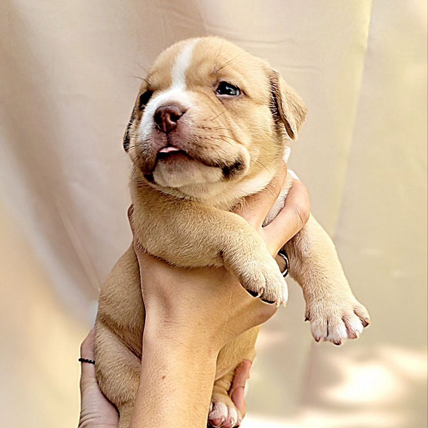 Американский булли девочка