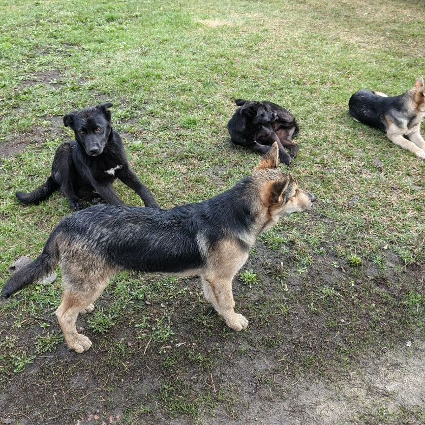 Щенок в добрые руки