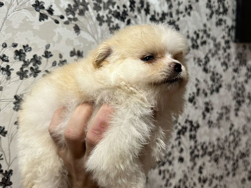 Померанский шпиц медвежьего типа